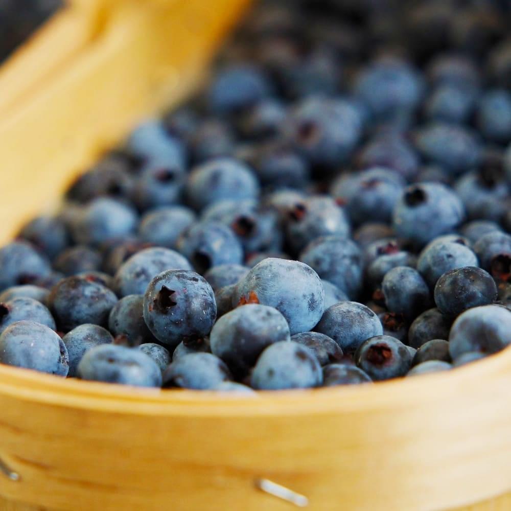 Bleuet cultivé | Association des Marchés Publics du Québec