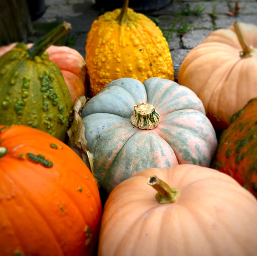 Courge | Association des Marchés Publics du Québec